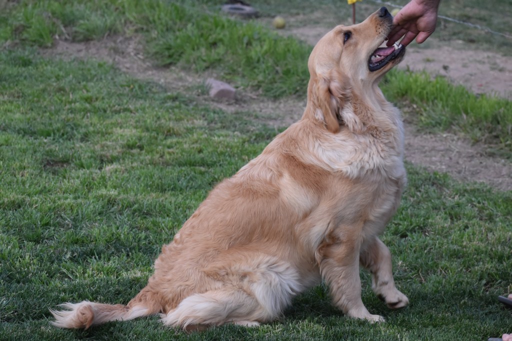 Ruby Red Dawn of Phoenix – Brightness Beauties Golden Retrievers